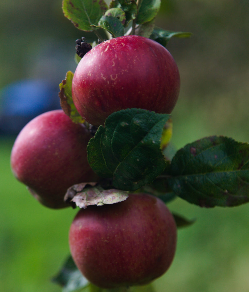 Fruit Varieties we grow in our orchards - Llanblethian Orchards