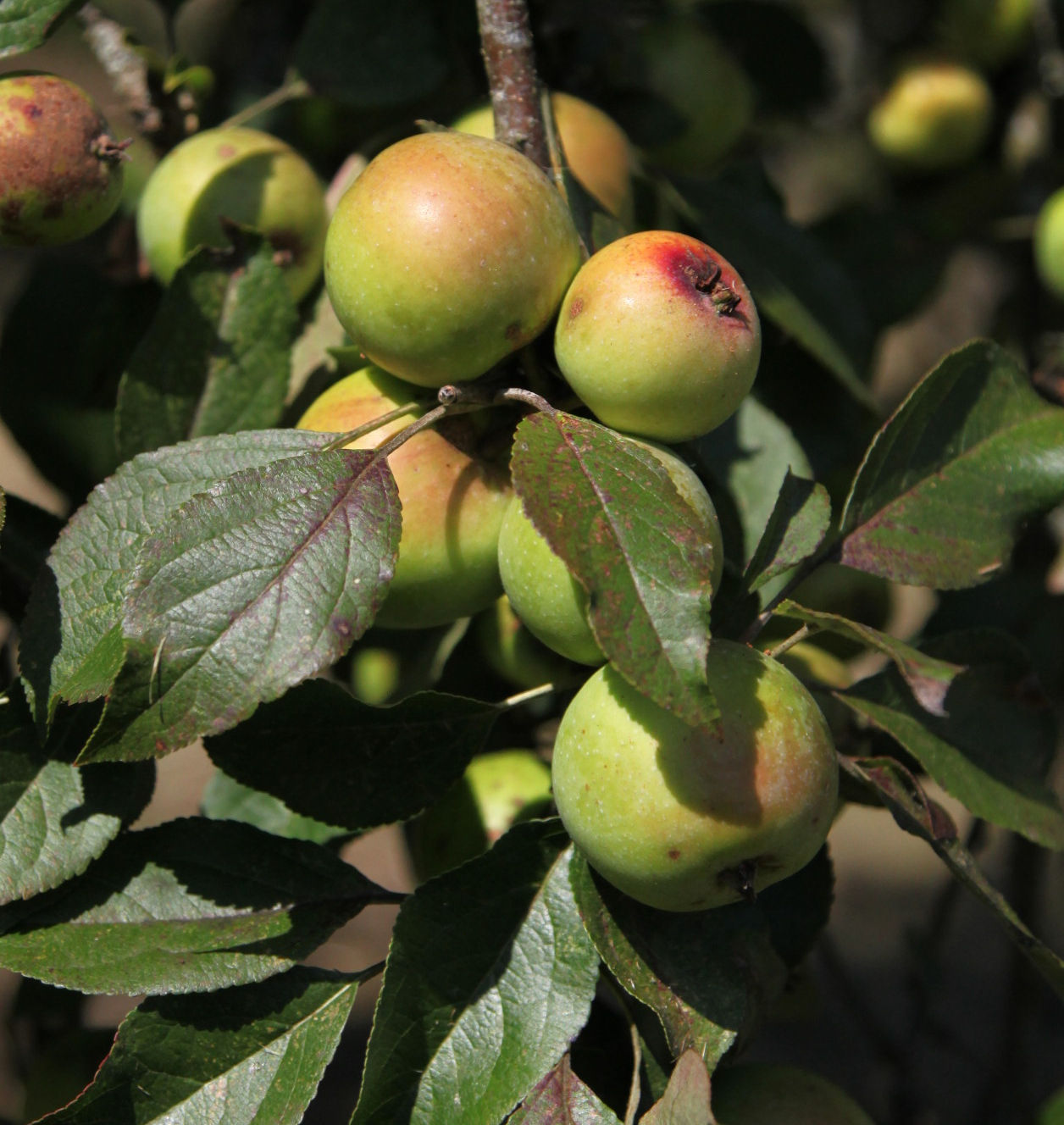 Fruit Varieties we grow in our orchards - Llanblethian Orchards