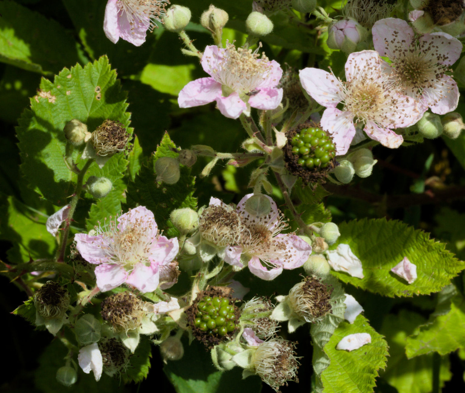 Wildflowers growing in our orchard - Llanblethian Orchards